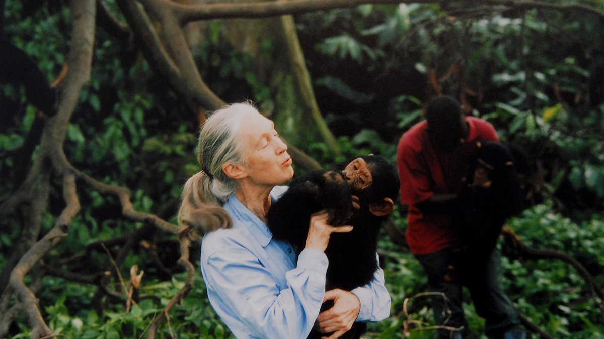 Jane Goodall, famend for work with chimpanzees, dies – NBC New York ...